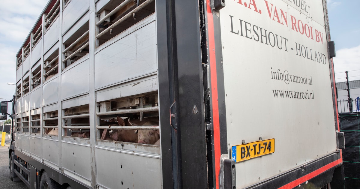 Nieuwe afspraken maken nachtelijk slachten mogelijk bij Van Rooi Meat ...