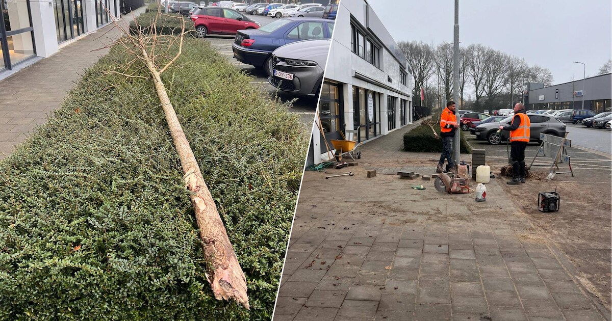 Gemeente doet aangifte van vernieling van boompje dat bij Eindhovense ...