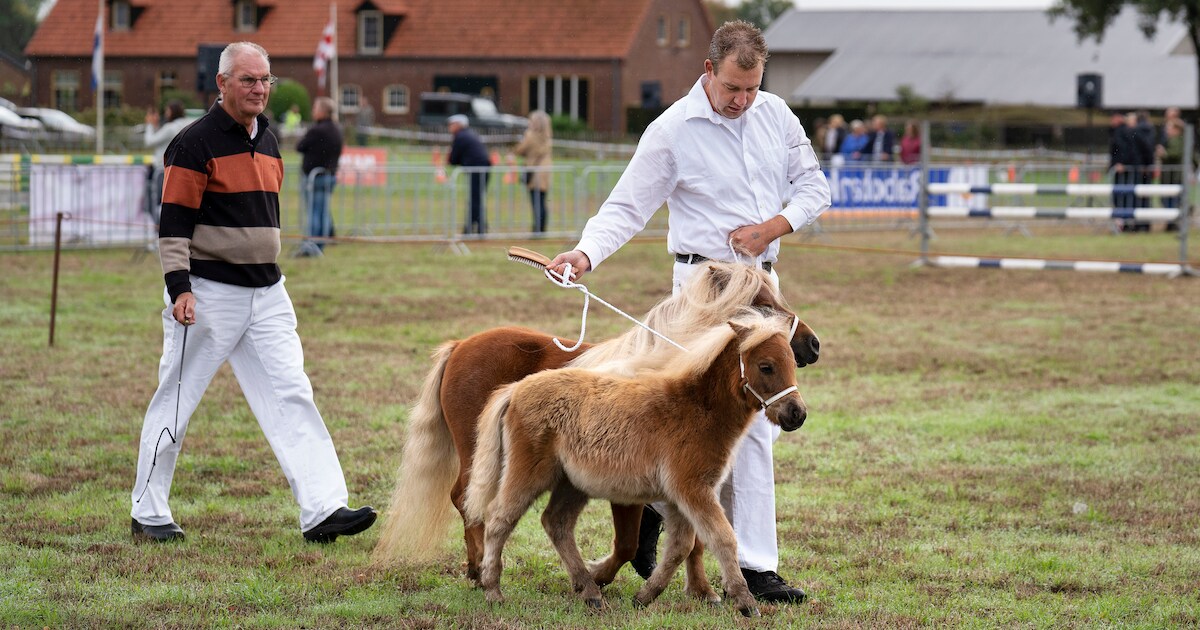Zwarte vegen op de witte broek, maar de pony’s zien er piekfijn uit ...