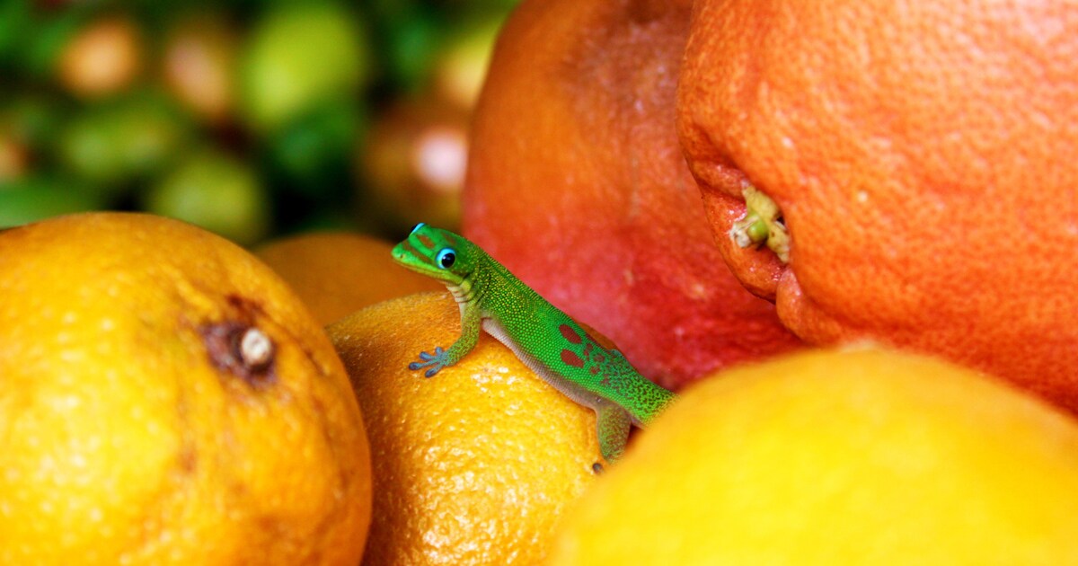 Een gekko tussen lading fruit bij Jumbo: hoe een tropische lifter op ...