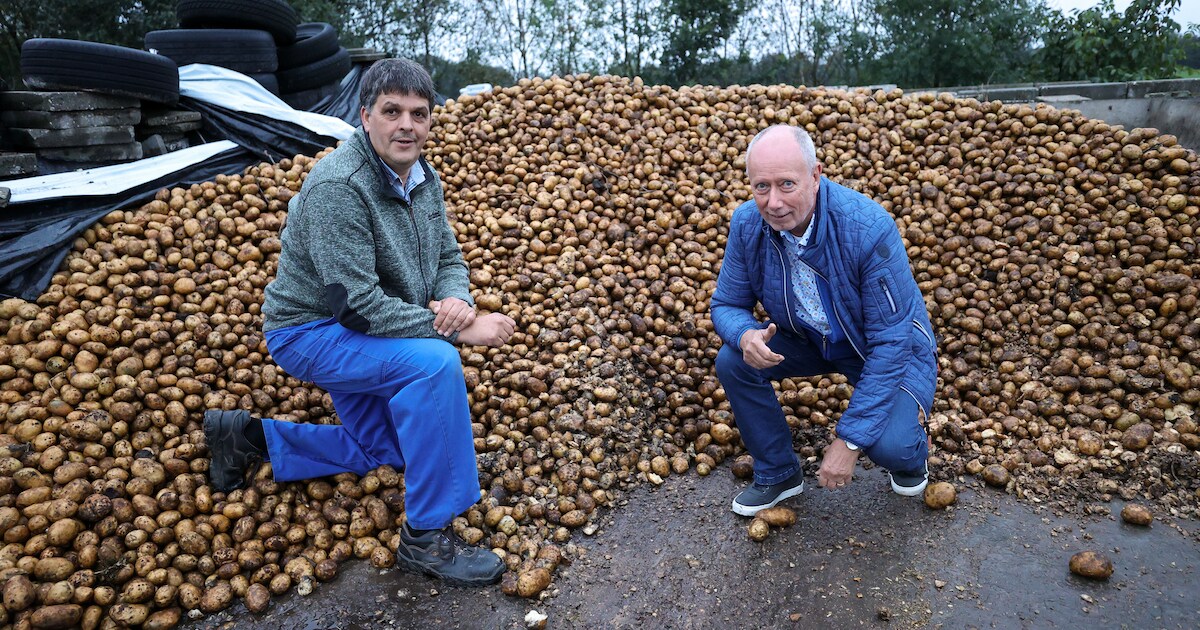 Wie helpt deze Veldhovense boer voor het goede doel van zijn èrpel ...