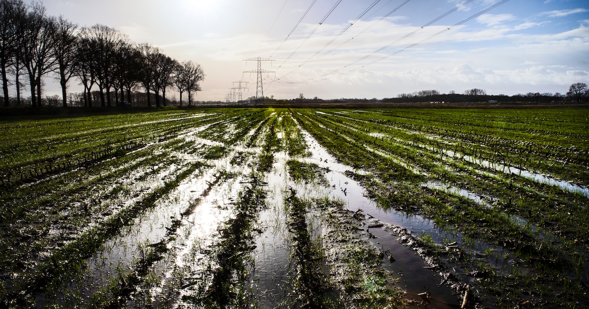 Waterschap: extra maatregelen tegen natte bodem in de Kempen om ...