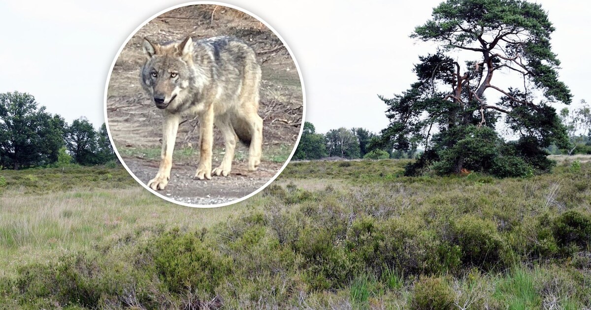 Schapen en kalkoen vallen ten prooi aan wolf: onderzoek bevestigt ...