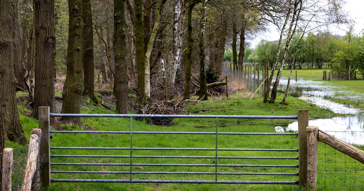 Ruzie rond wolvenhek in de Peel zorgt zelfs voor beschuldigingen van ...