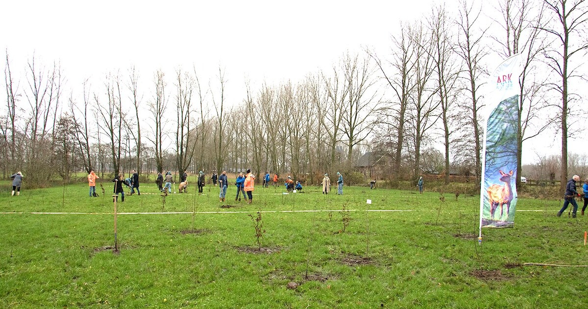 Vijf hectare leembos in de maak: weer duizenden bomen geplant in ...