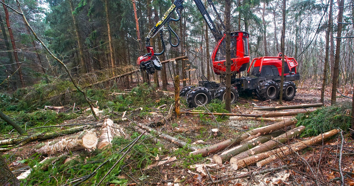 Uitheemse bomen in Schuttersbos maken plaats voor inheemse loofbomen ...
