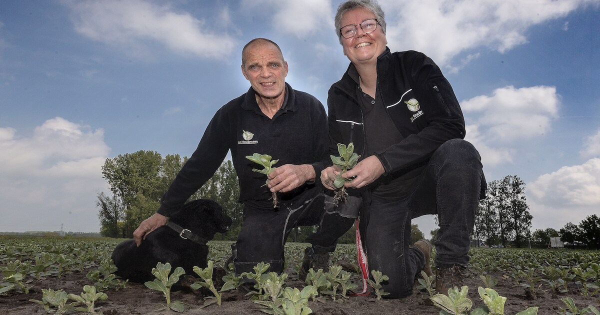Een goede vervanger voor soja, maar dan van eigen bodem, de veldboon ...
