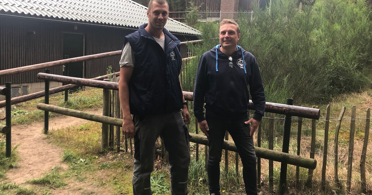 Scouting Luyksgestel viert 75-jarig jubileum met dorpsfeest, en hoopt ...