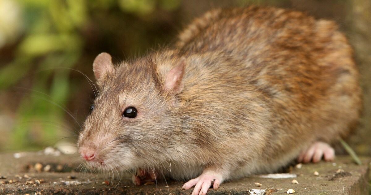 Ratten rennen door park in Helmond: ‘Het zijn flinke exemplaren ...