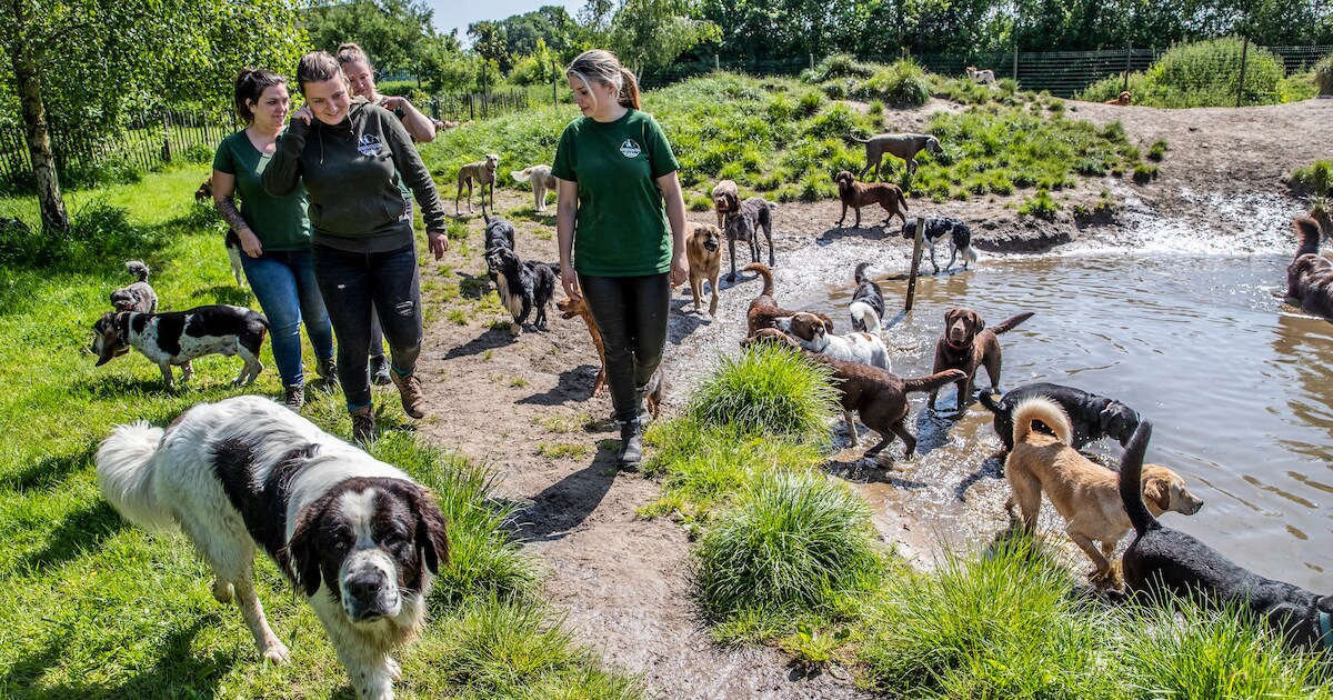 Volle hondenpensions in de zomer: waar kunnen de baasjes nog terecht ...