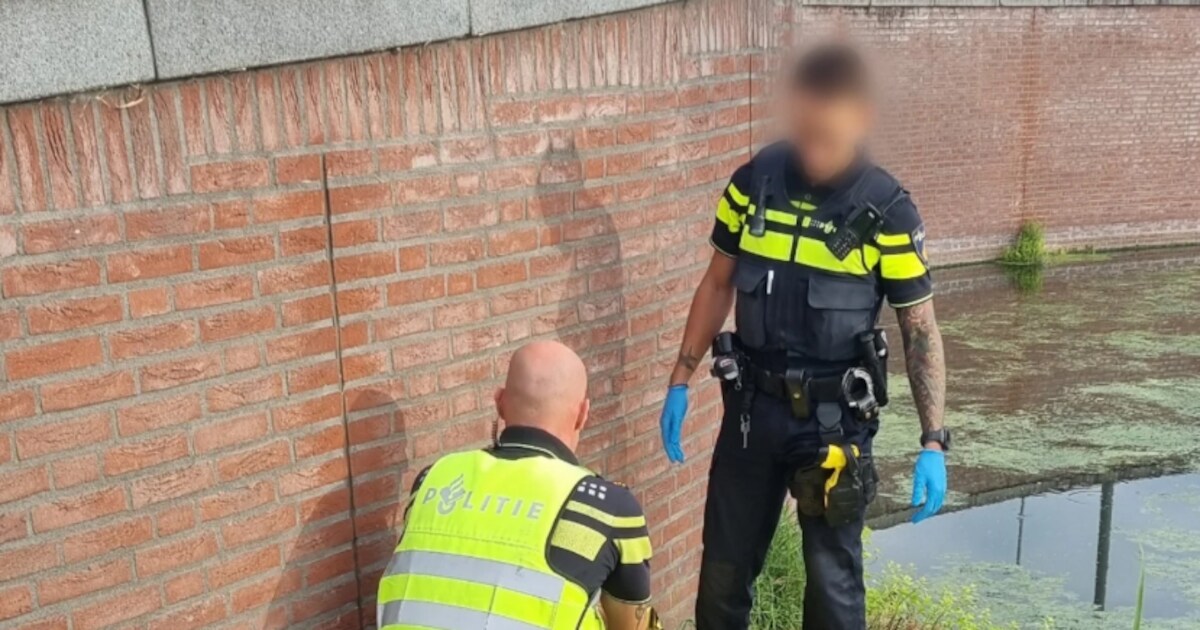 Vrouw (81) net op tijd uit het kanaal in Helmond gehaald door omstander ...