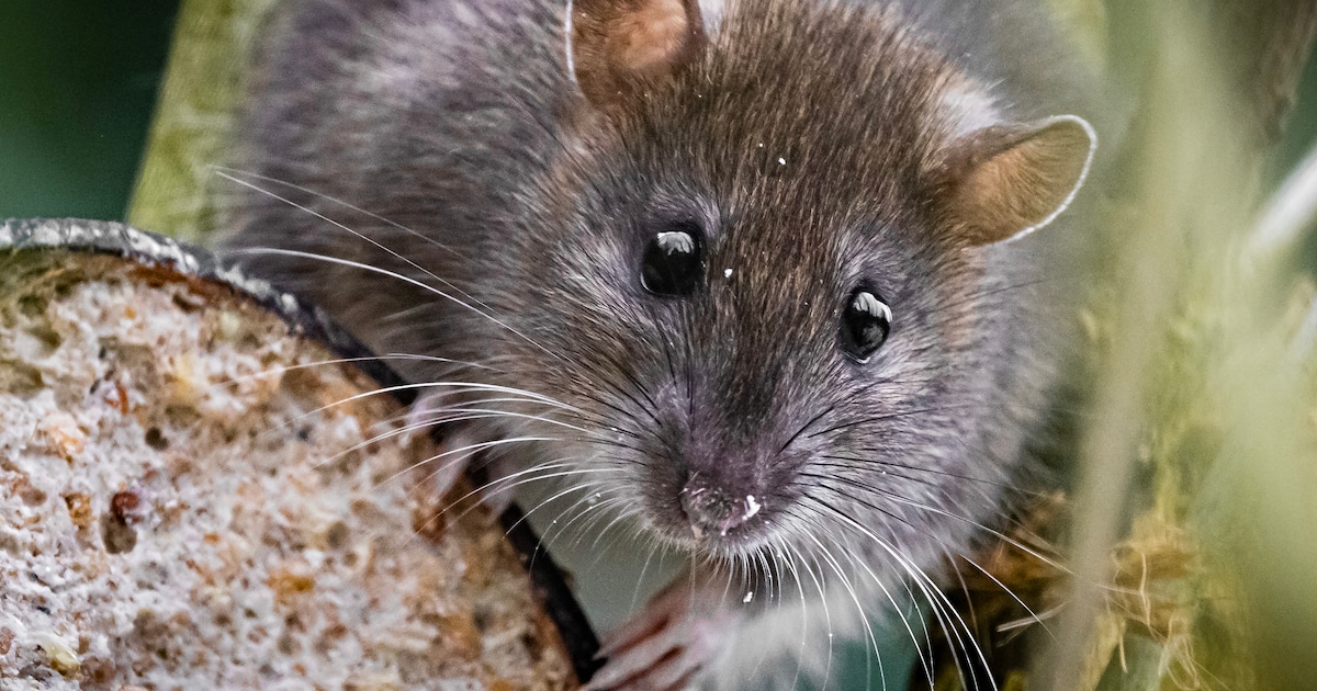 Terwijl Deurne werkt aan plan tegen ratten, halen inwoners flessen ...