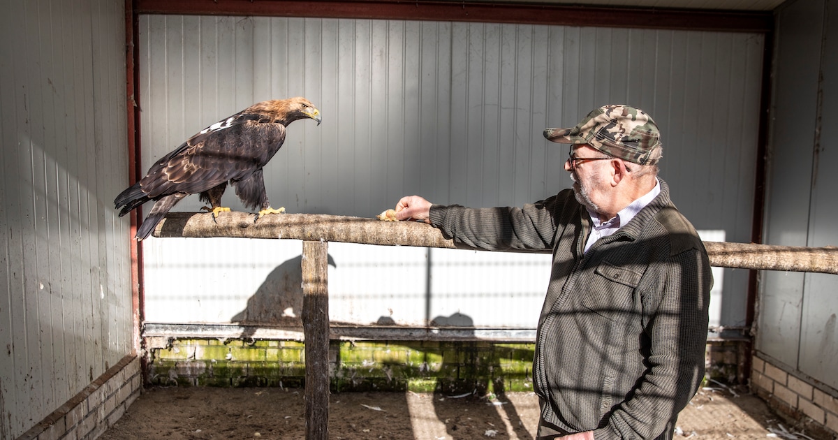 Zoon Loomans zet Astens roofvogelcentrum voort | De Peel | ED.nl
