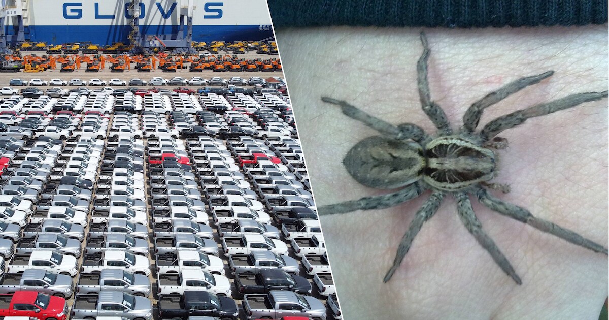 Schip vol gloednieuwe wagens kan niet gelost worden door... massa ...