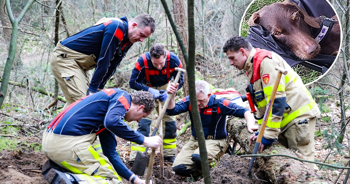 Teckel Pipa verdwijnt in dassenburcht, zelfs haar gps-tracker geeft ...