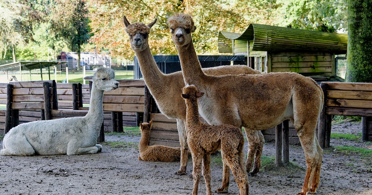 Eigenaar schuilhutjes alpaca’s verwijt buurman ‘pesterij’ en wil ze ...