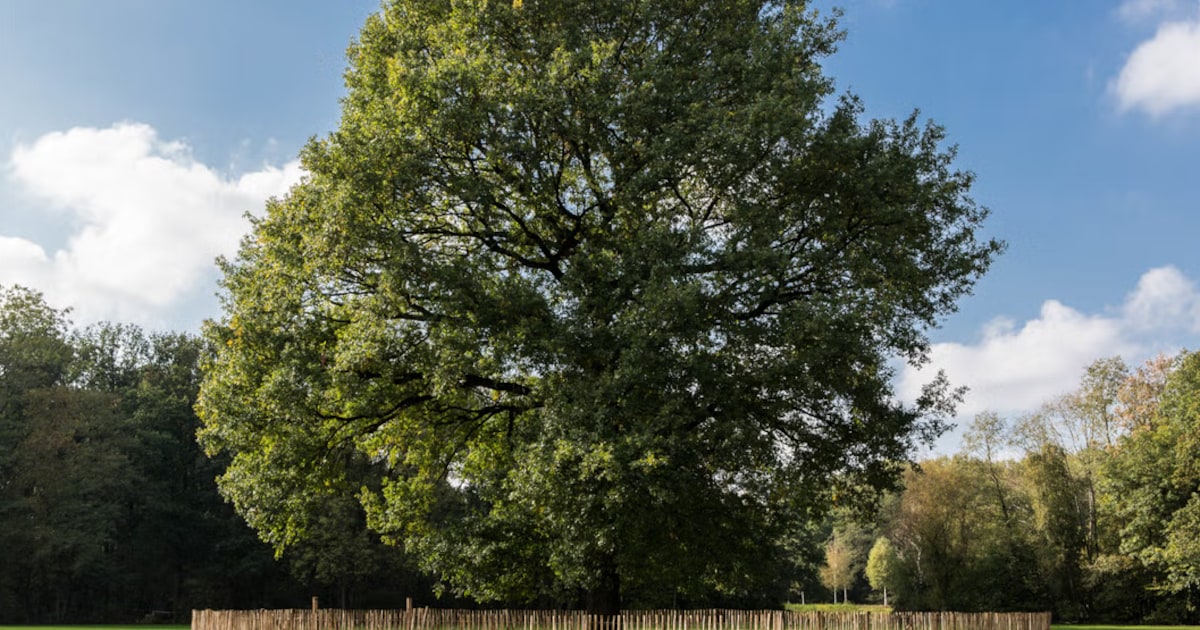 Basiscursus over bomen bij IVN Asten-Someren | Asten | ED.nl