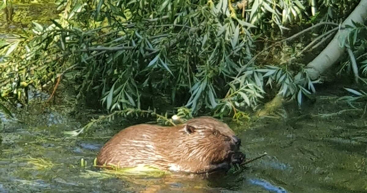 Voor het eerst sinds 200 jaar een beverburcht bij TU/e in Eindhoven ...