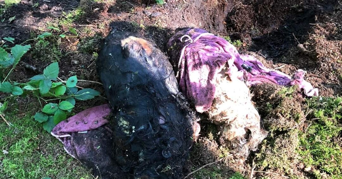 ‘Je mag je dode hond dus niet zomaar ergens begraven’ | Brabant | ed.nl