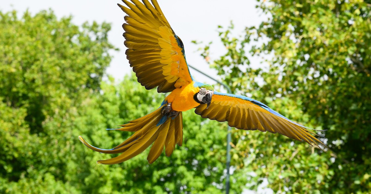 Ontdek de wereld van tropische vogels: lezing in Asten | Asten | ED.nl
