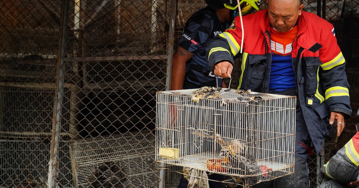 Duizend dieren levend verbrand op beroemde ‘moeder van alle markten’ in ...