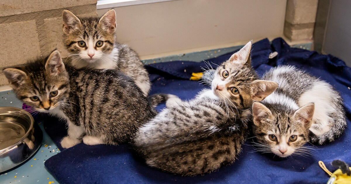 Ruim 300 kittens bij de Dierenopvang wachten op een nieuw baasje ...