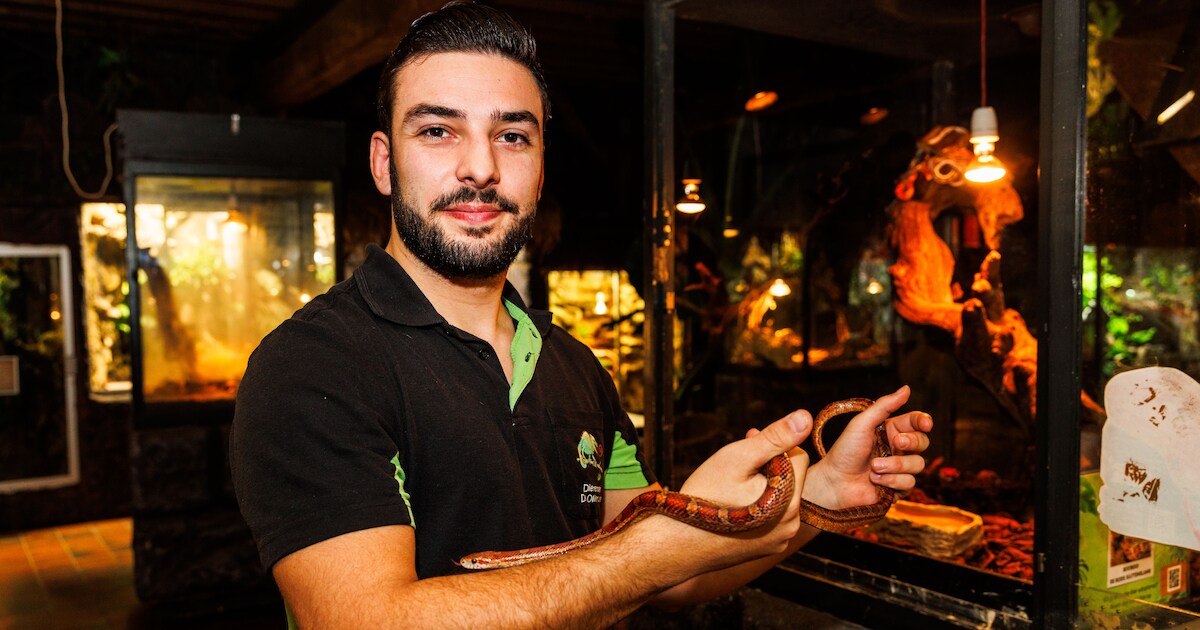 'Raak de slang niet aan, ook al lijkt hij dood', telefoon De Oliemeulen ...