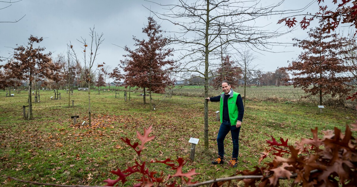 Gedenkbos in Asten is eind volgend jaar vol, nu volgt zoektocht naar ...