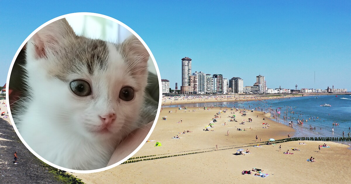 Kinderen gooien kitten over op Zeeuws strand en dompelen haar onder in ...