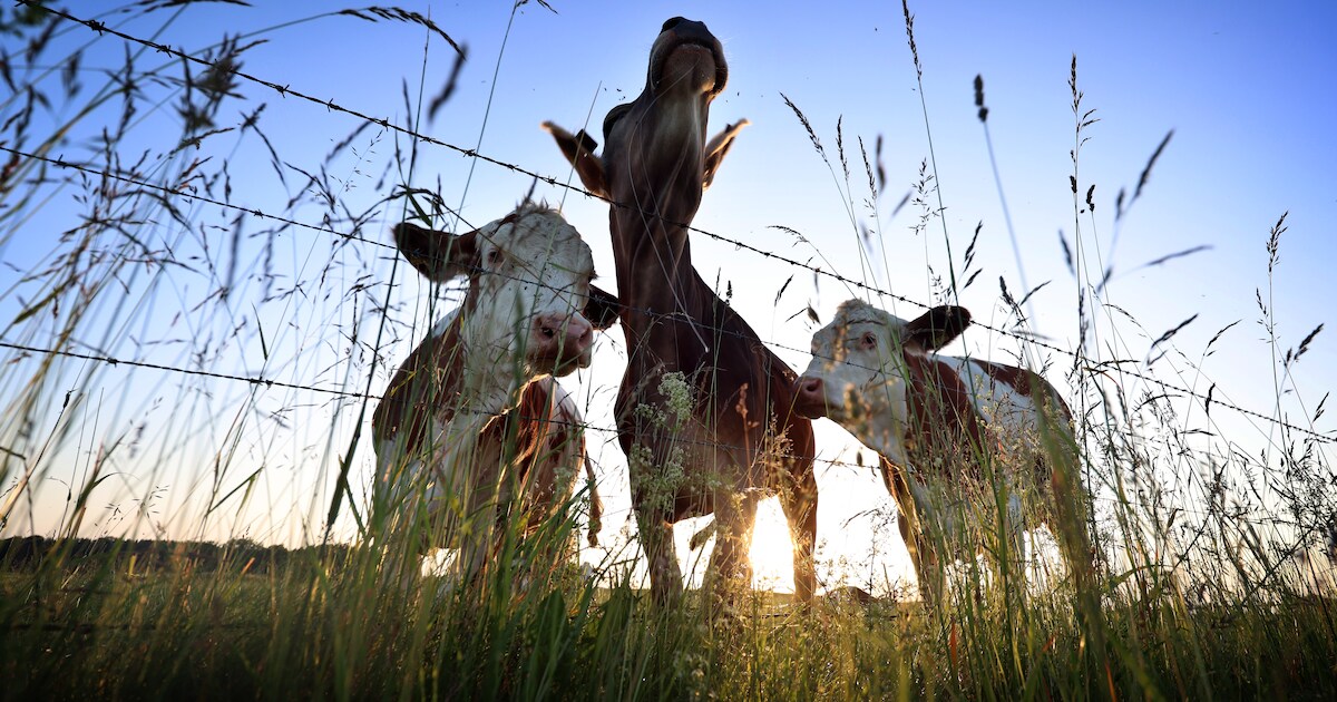 Twintig jaar ruzie om een paar greppels: ‘En waar gaat het over? Die ...