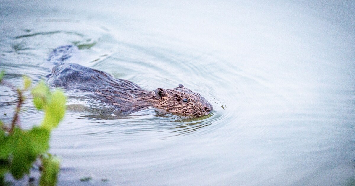 Eigen schuld bever; jullie dam was absoluut een volstrekt illegaal ...