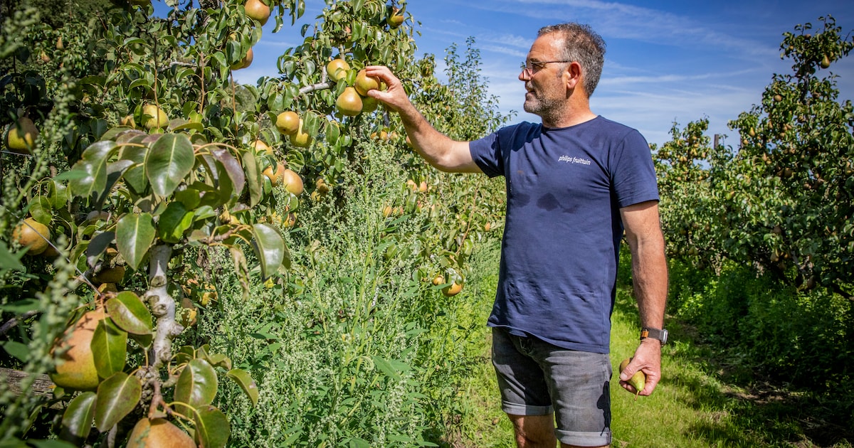 Fruitmot in de appels, dus alleen peren plukken in Philips Fruittuin ...