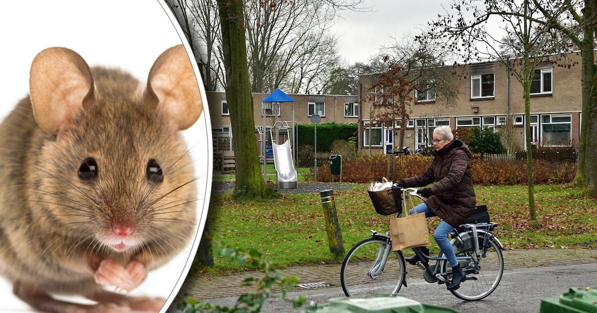 Bewoners geteisterd door muizen in huis: ‘Hoort ze ’s nachts boven je ...