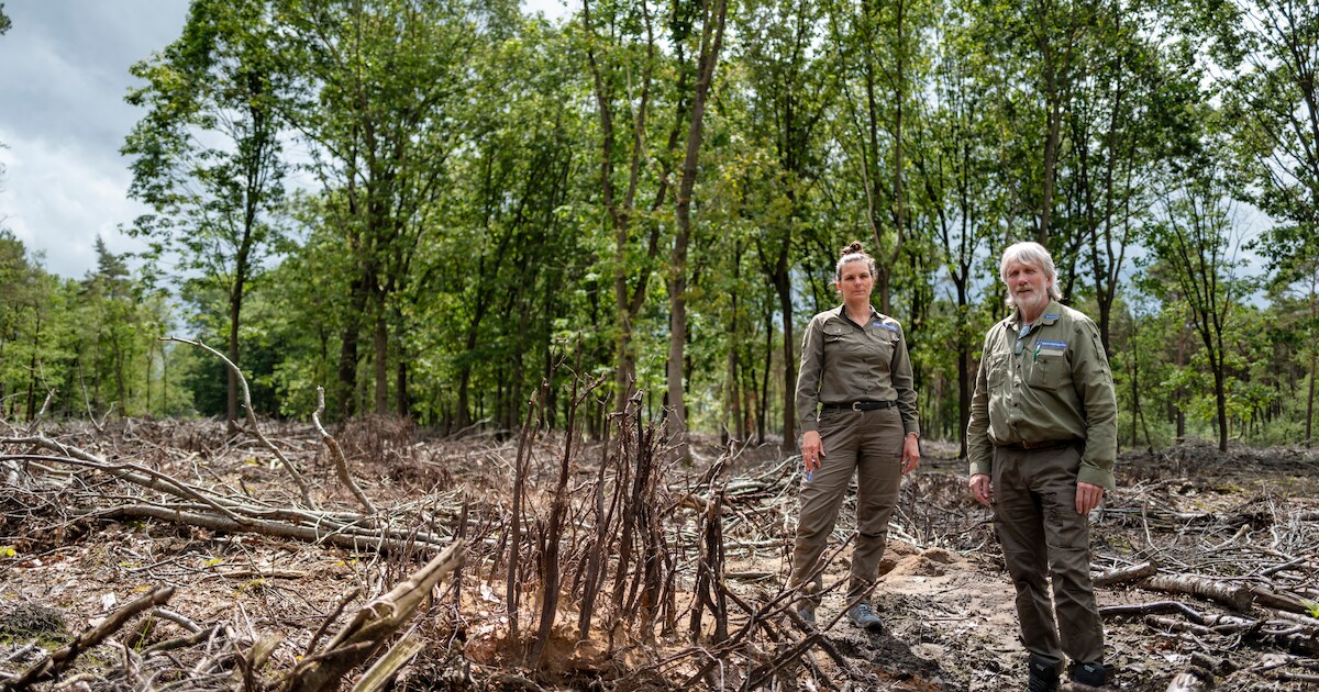 Op 65 hectare in de duinen gaan alle Amerikaanse eiken plat; het zijn er miljoenen | Tilburg | ED.nl