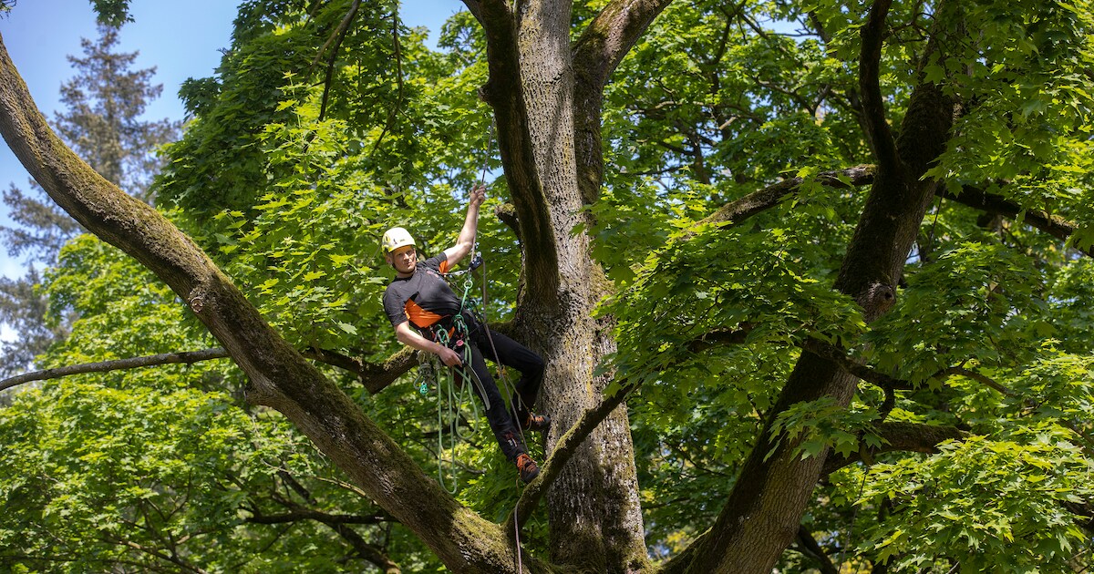 Kampioen boomklimmen Harrie houdt bomen graag heel: ‘Je werkt wel met ...