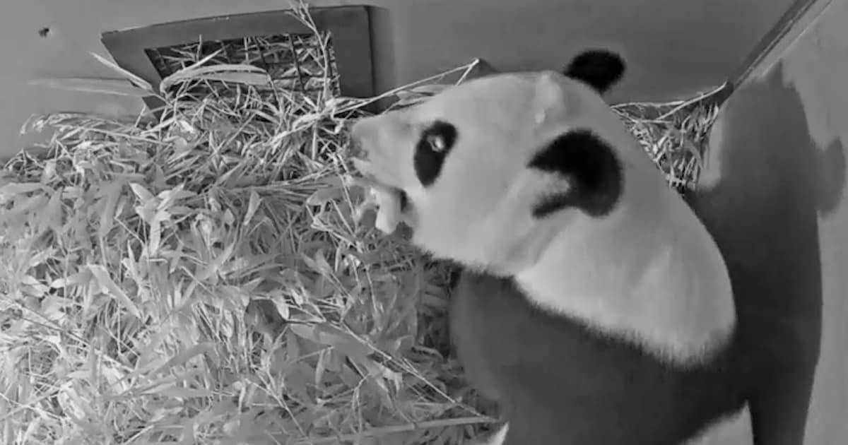 Waarom at moederpanda Wu Wen haar overleden jong op? En 4 andere vragen ...