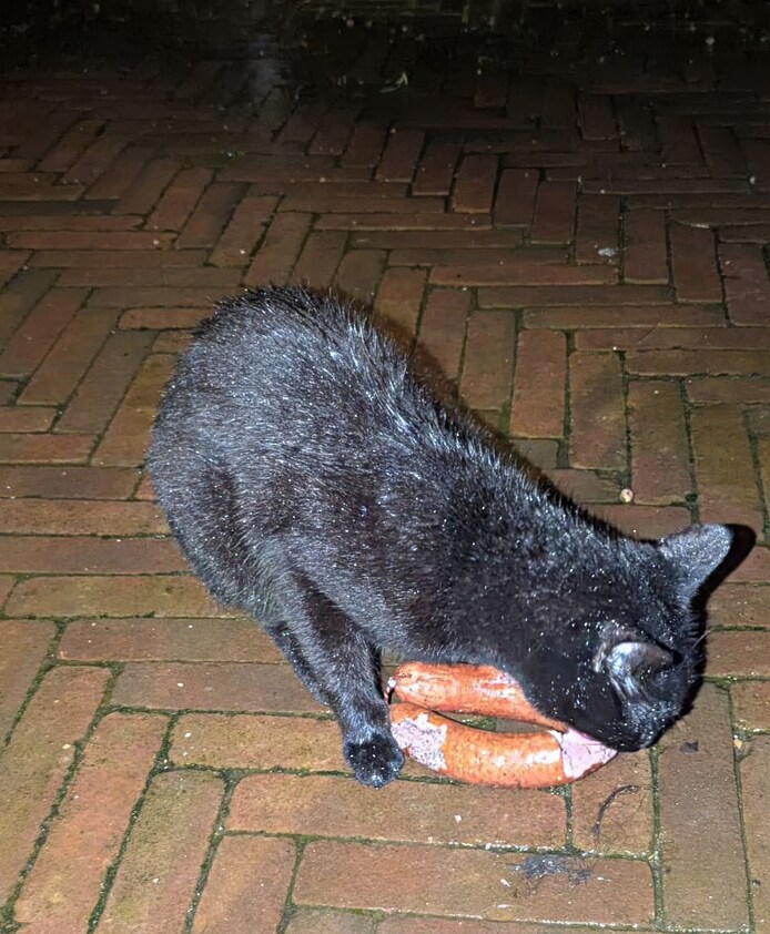 Kat Louis (1,5) bleek groot fan van rookworsten, maar heeft het ...