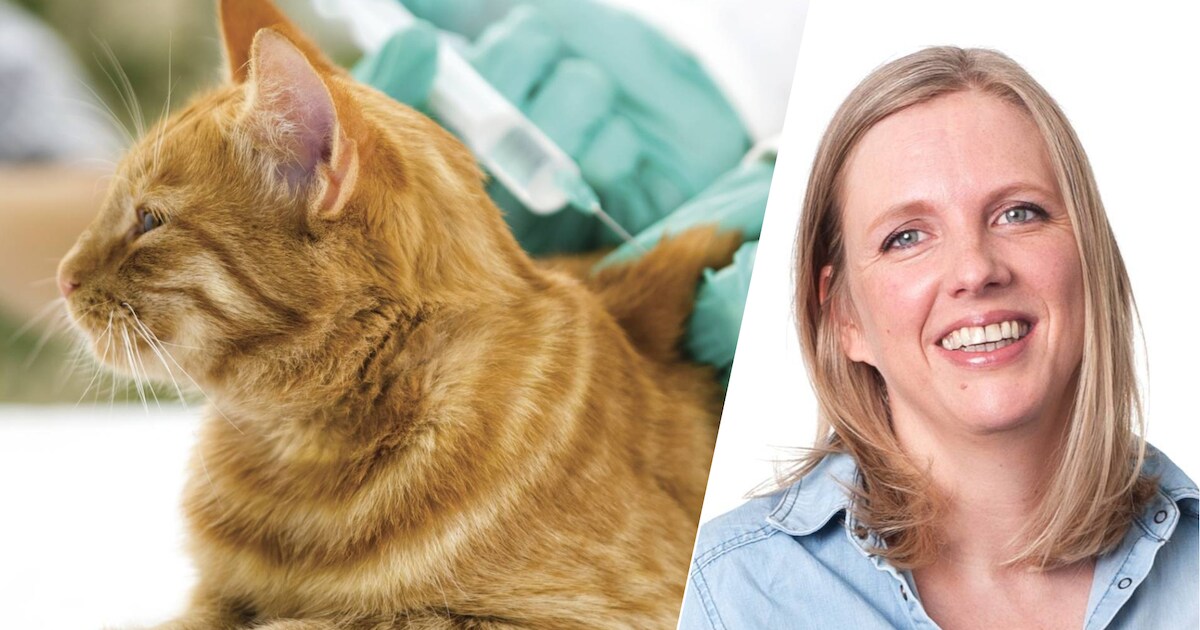 Chemo voor de kat of hond, is dat wel dierenliefde? | Petra Bies | ed.nl