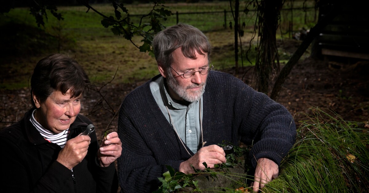 De verzameling van Jan en Riek: duizenden envelopjes met mos én ...