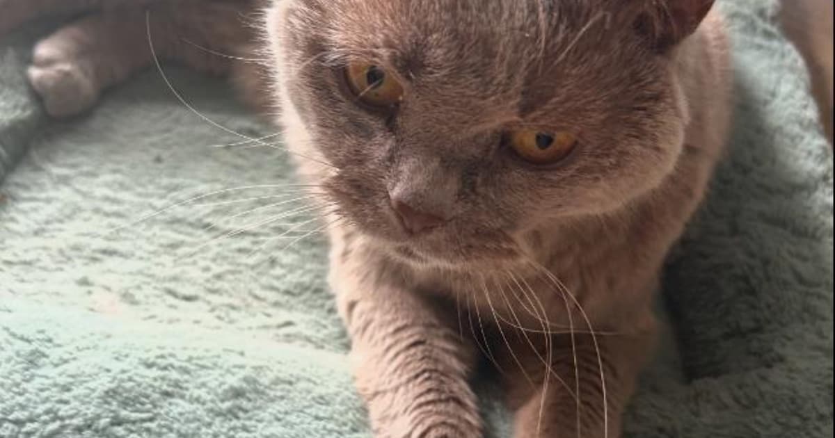Heb jij Belle gezien? Dit huisdier wordt in Son en Breugel vermist ...