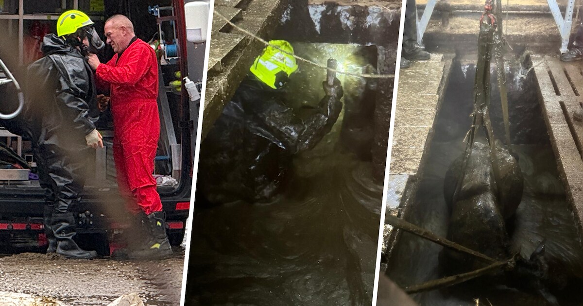 Als boer Tom de stal binnenkomt, mist hij flink wat koeien: dan ziet hij ineens dat gat in de ...