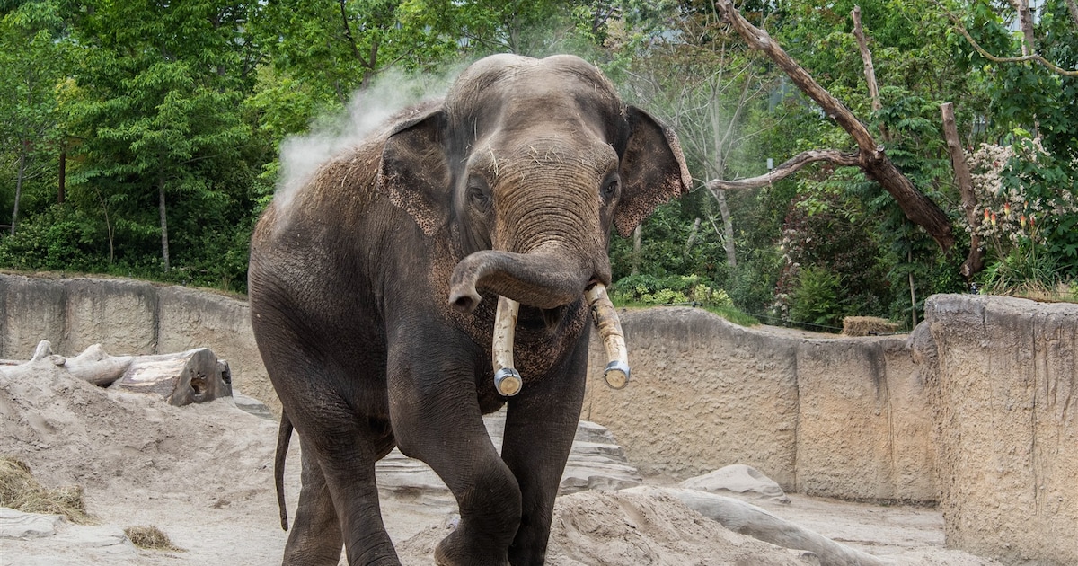 Eindhoven Zoo heeft weer een volwassen olifantenmannetje: Timber uit ...
