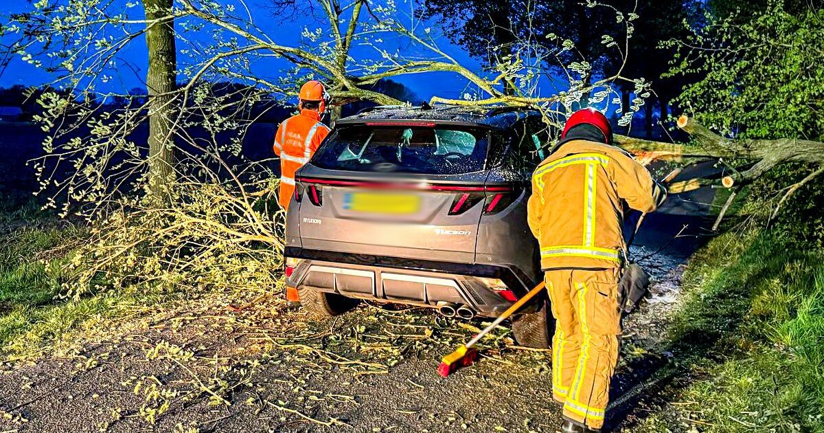 Boom valt op auto in Bakel, bestuurder komt met de schrik vrij | Gemert ...