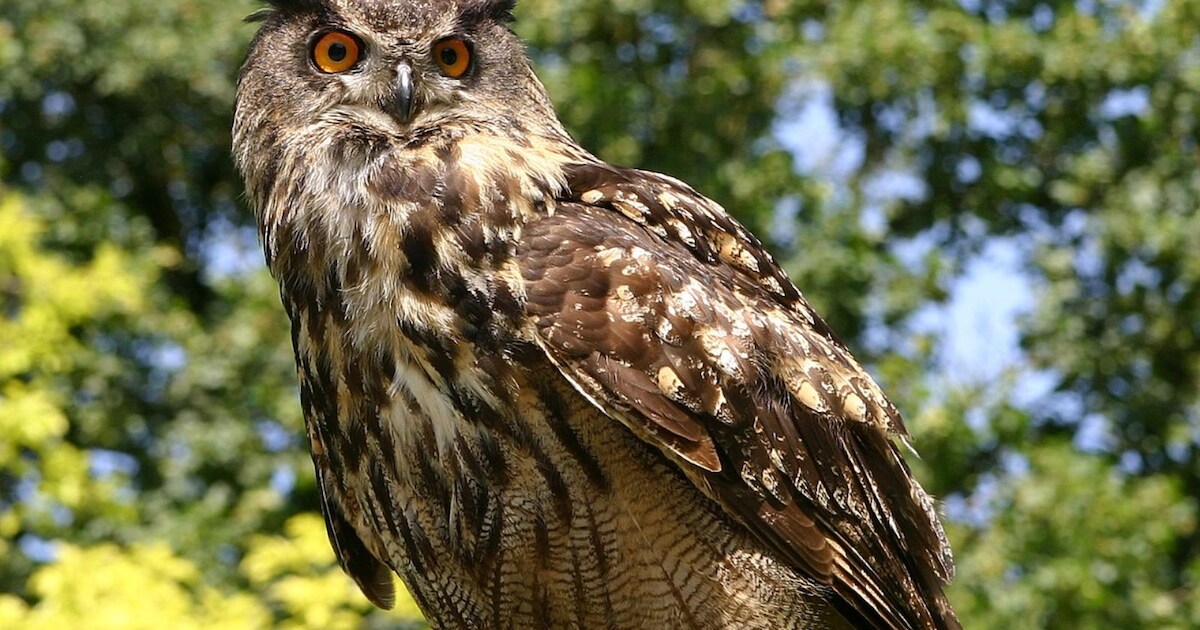 Heb jij Coco gezien? Dit huisdier wordt in Deurne vermist | Deurne | ED.nl