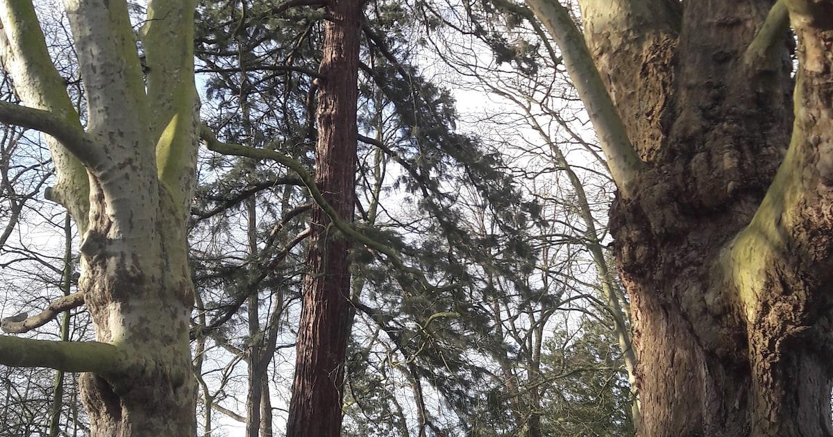 Restauratie Kasteelpark loopt vertraging op | Geldrop-Mierlo, Nuenen ...