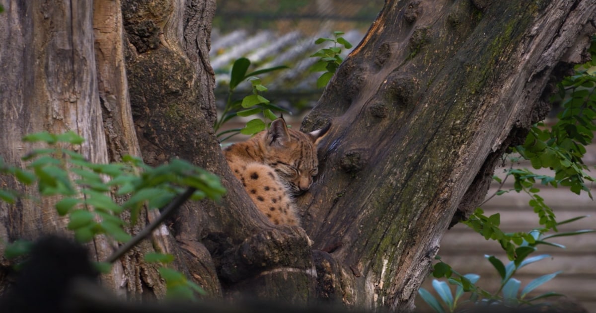 Ontsnapte lynx uit Eindhoven Zoo nog niet terecht, wel meldingen vanuit ...