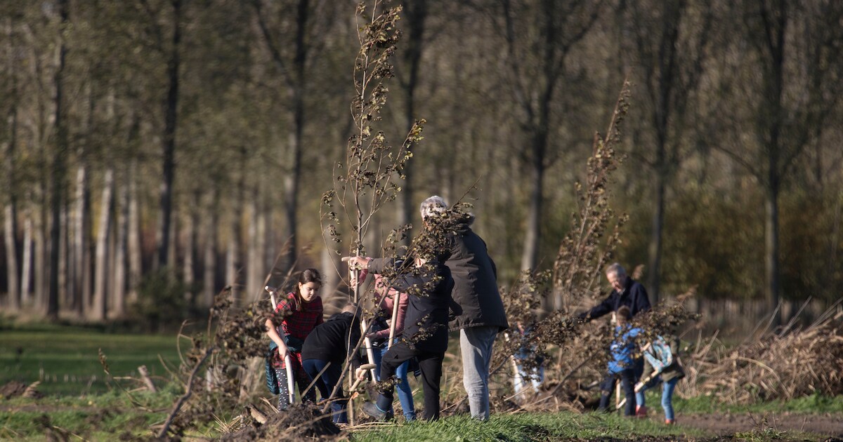 Populieren gekapt voor verjonging Bests buitengebied | Best | ed.nl
