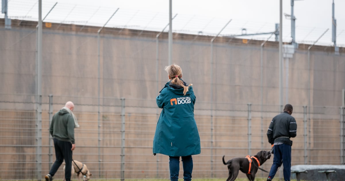 Dutch Cell Dogs traint 1500e asielhond: ‘Honden en gevangenen in hun ...