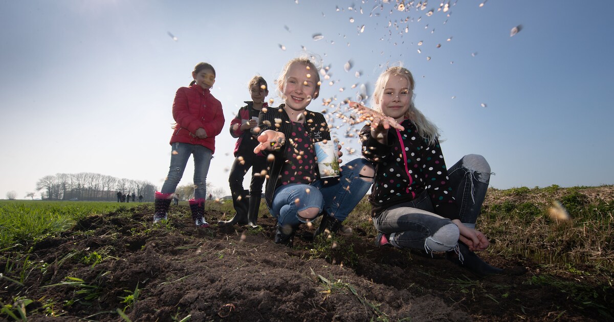 Son en Breugel deelt gratis bloemzaad uit voor groenere natuur | Son en ...