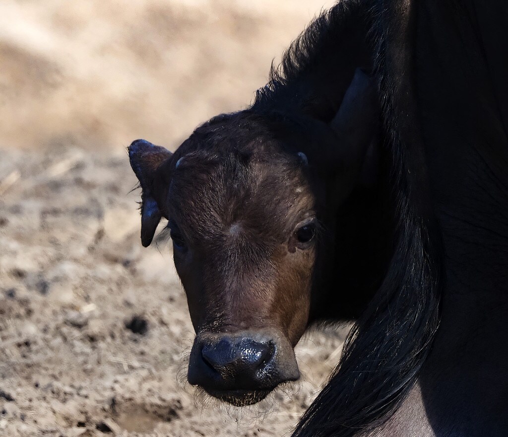 Geboortegolf in de Beekse Bergen: dertien jonge dieren erbij in april ...